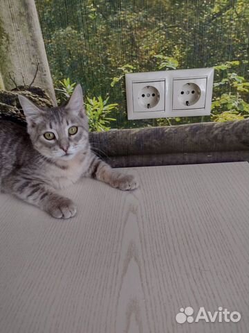 Серега ищет дом