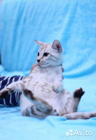 Бенгальские котята