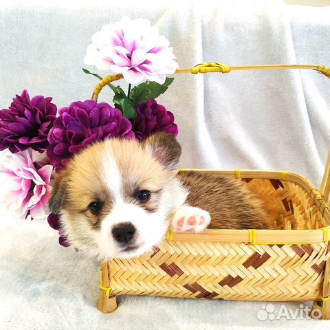 Щенок корги