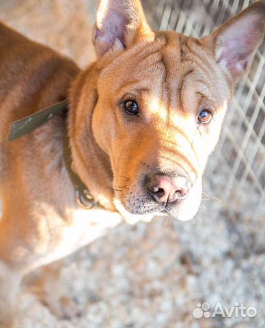 Чудесный пёс в добрые руки