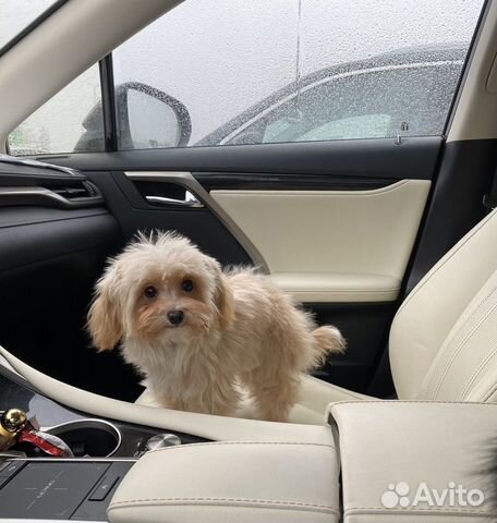 Мальтипу micro F1