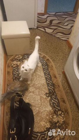 Кот (породы Као-мани)