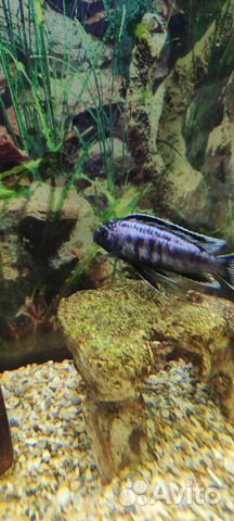 Меланохромис Йохани