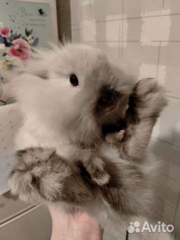 Карликовый ангорский кролик