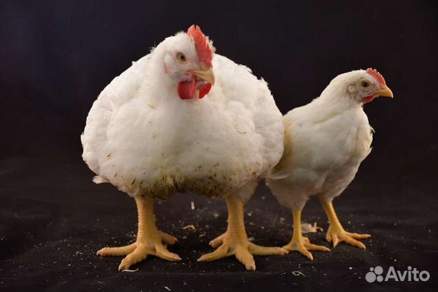 Цыплята бройлеры кобб 500