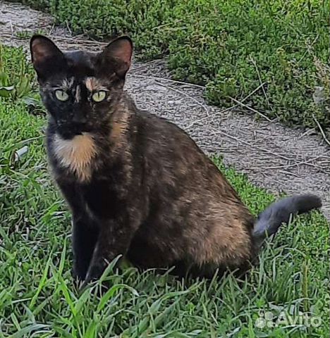 Кошки в добрые руки бесплатно