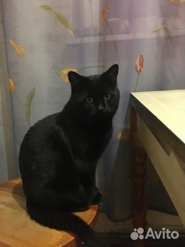 Кот Матвей в хорошие руки