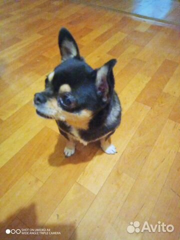 Чихуахуа отдам