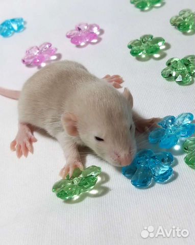 Крысята дамбо домашнего разведения