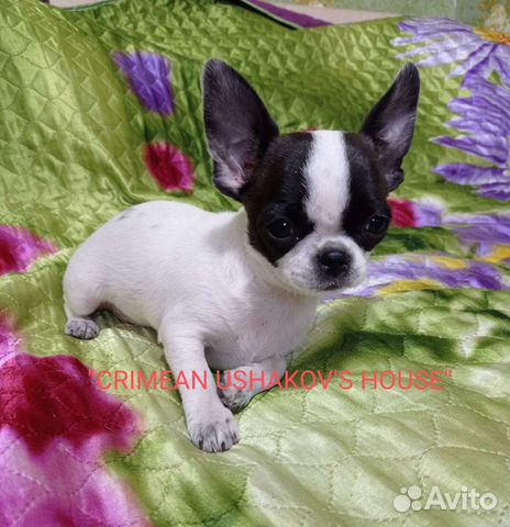 Чихуахуа mini стандарт