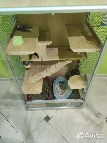 Шиншилла в добрые руки