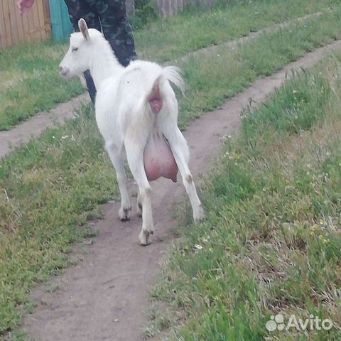 Коза дойная