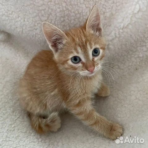 Рыжий котенок