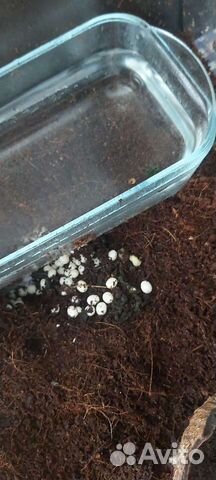 Улитки аквариумные 50р