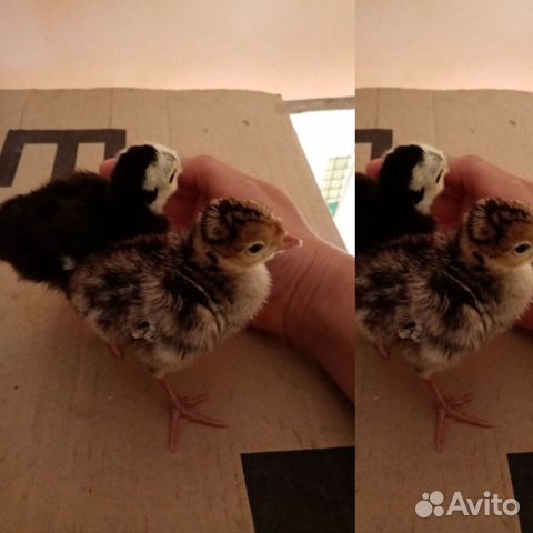 Индюшата