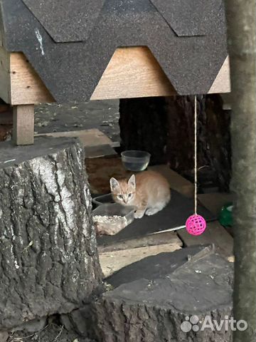 Рыжий котенок пропадает на улице