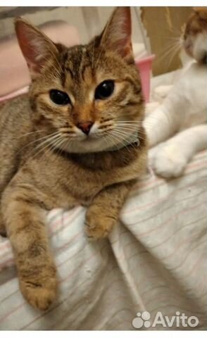 Европейская кошка Жанна ищет дом