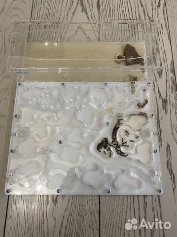 Продаётся муравьиная