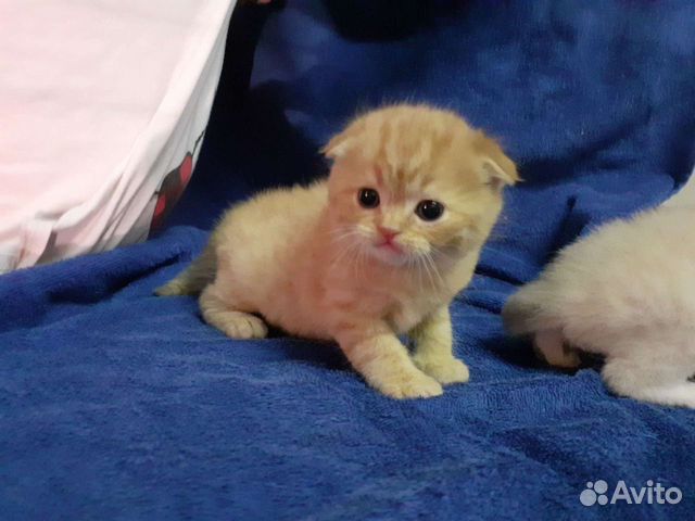 Шотландские котята
