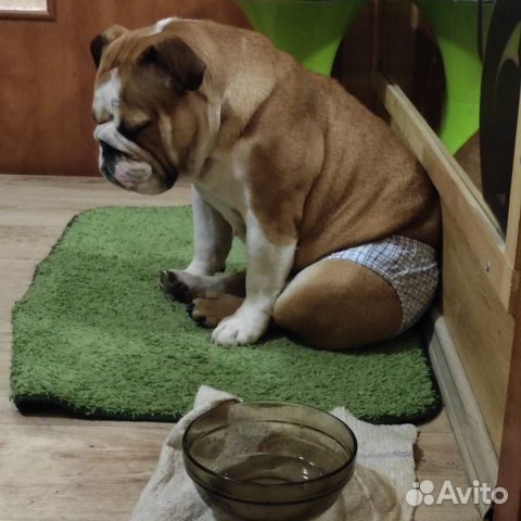Отдам в хорошие руки английского бульдога девочку