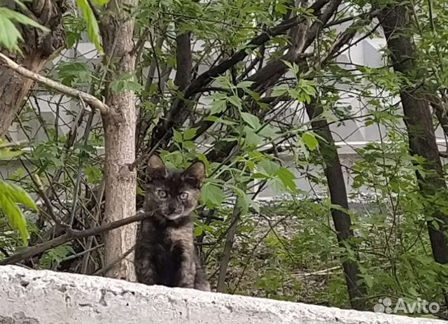 Отдам котят бесплатно