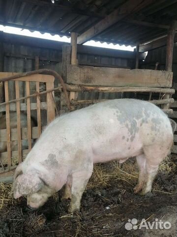 Хряк на племя