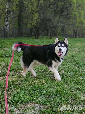 Сибирский хаски