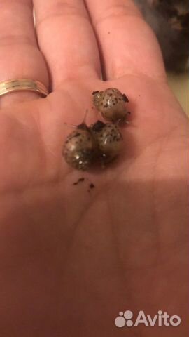 Улиточки ахатины