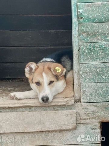 Жига Дрыга