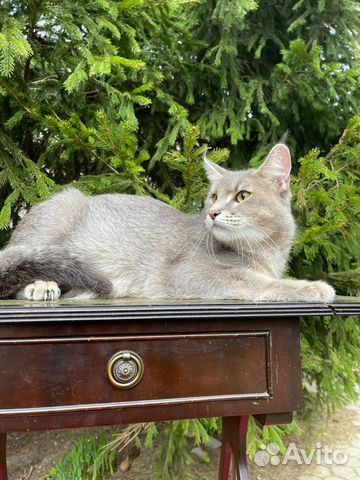 Шикарная молодая кошка чаузи F1