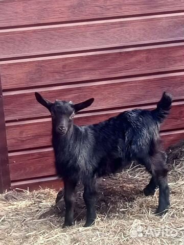 Козлята