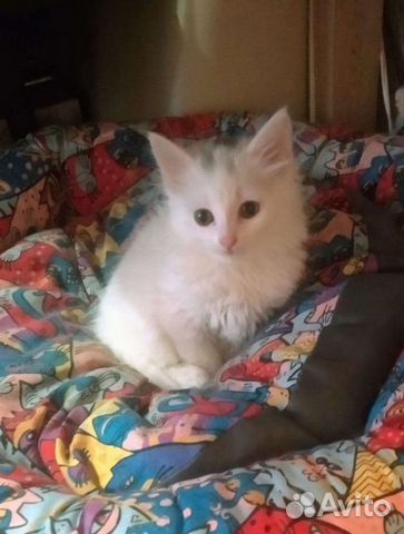Котята турецкой ангоры