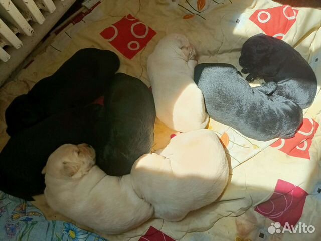 Щенки лабрадора