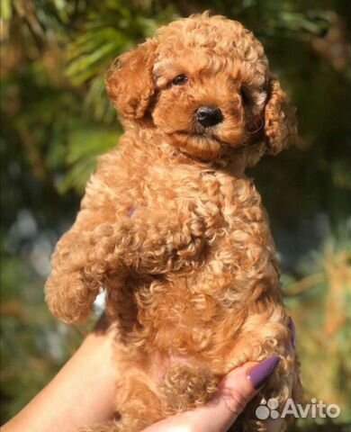 Пудель и Мальтипу