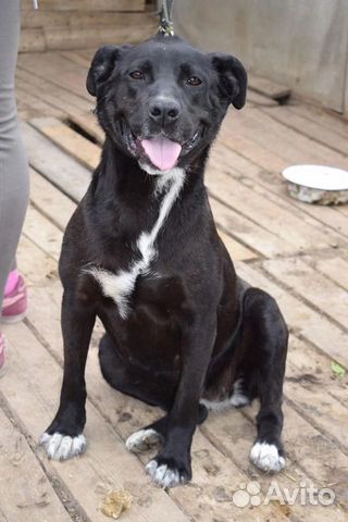 Рокси из приюта ищет дом