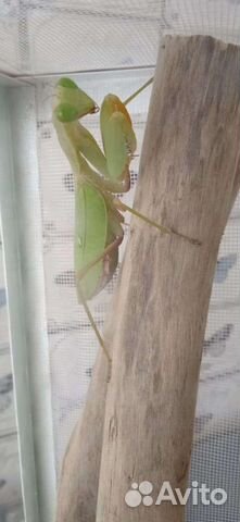 Африканский древесный богомол