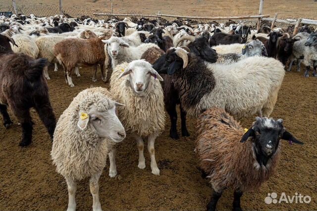 Сдам баран живым весом