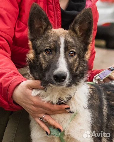 Щенок ищет хозяев