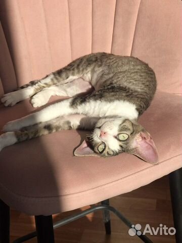 Девон-рекс кошка вязка