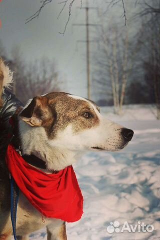 Пёс Азор в добрые руки