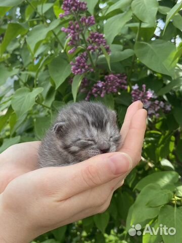 Котенок серый мраморный ищет дом