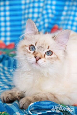 Котeнок-домовенок Добби