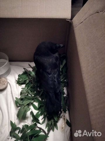 Ворон птенец