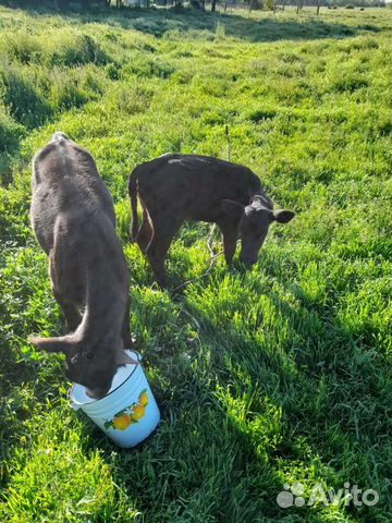 Продажа телят