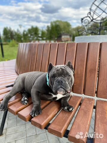 Американ булли - голубой мальчишка