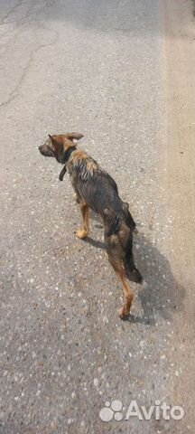 Истощенный песик подросток - бьют и морят голодом