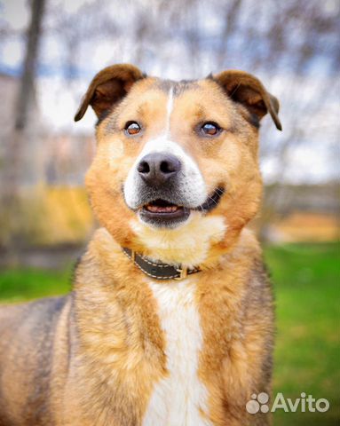 Бемби из приюта в добрые руки