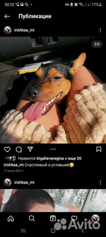 Случка собак