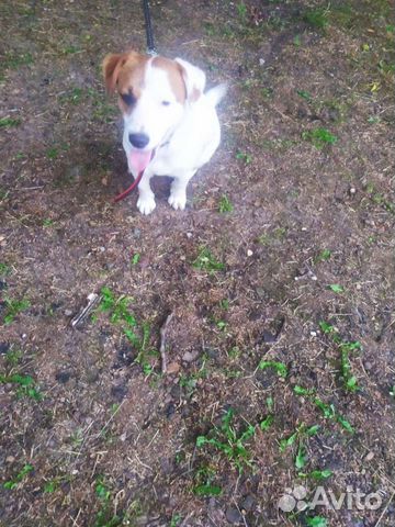 Джек Рассел терьер