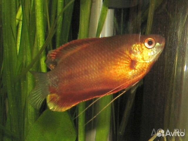 Медовый гурами, обмен